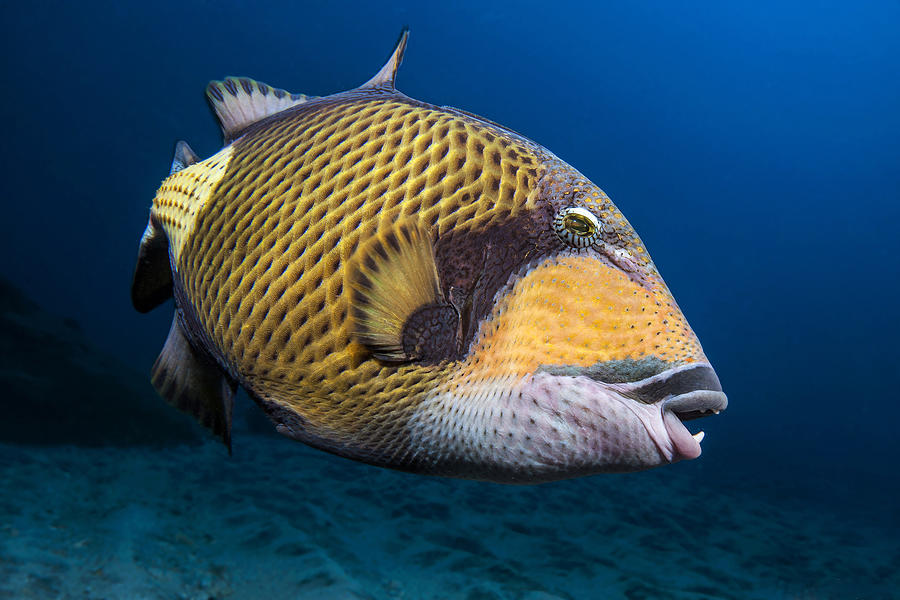 Triggerfish Photograph by Barathieu Gabriel - Pixels