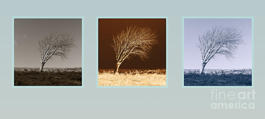 Triptych Tree Photograph by Nick Eagles - Fine Art America