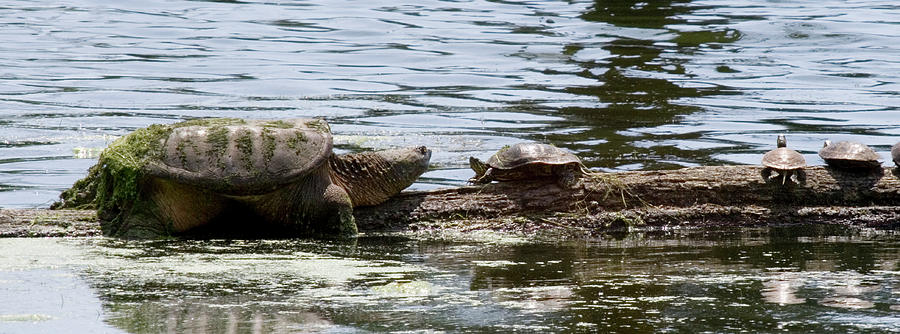 TU5 Turtles Meet Photograph by Judy Syring - Fine Art America