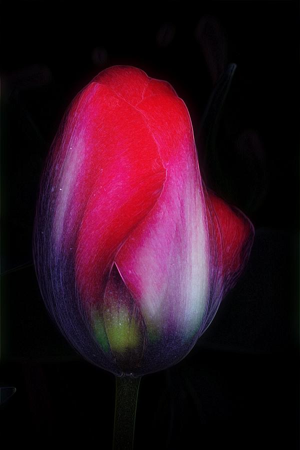 Tulip Blush Digital Art by Christine Lake - Fine Art America