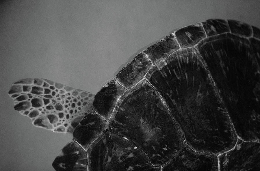 Turtle Shell Digital Art by - Fine Art America