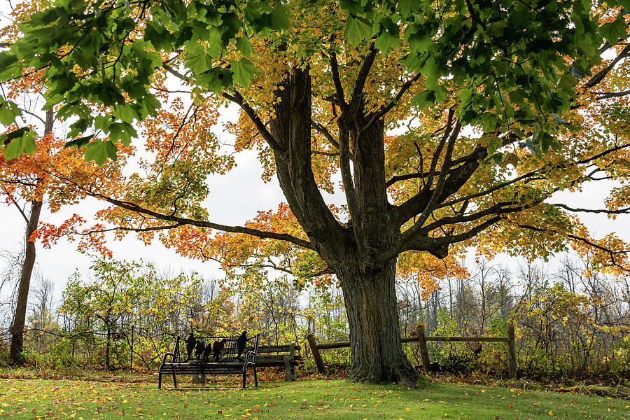 Two benches under a tree Photograph by Su Buehler - Pixels