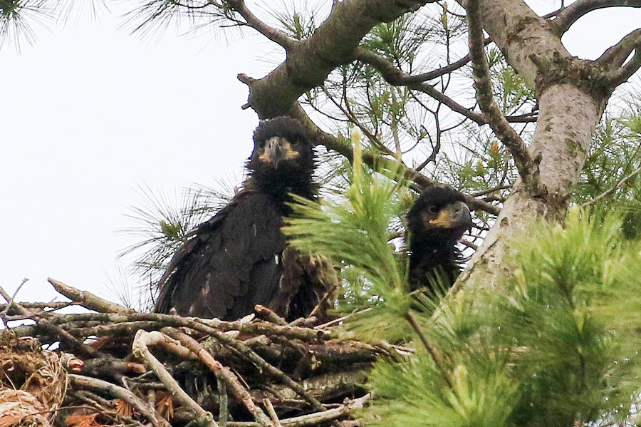 Two Eaglets Photograph By Debbie Storie Fine Art America