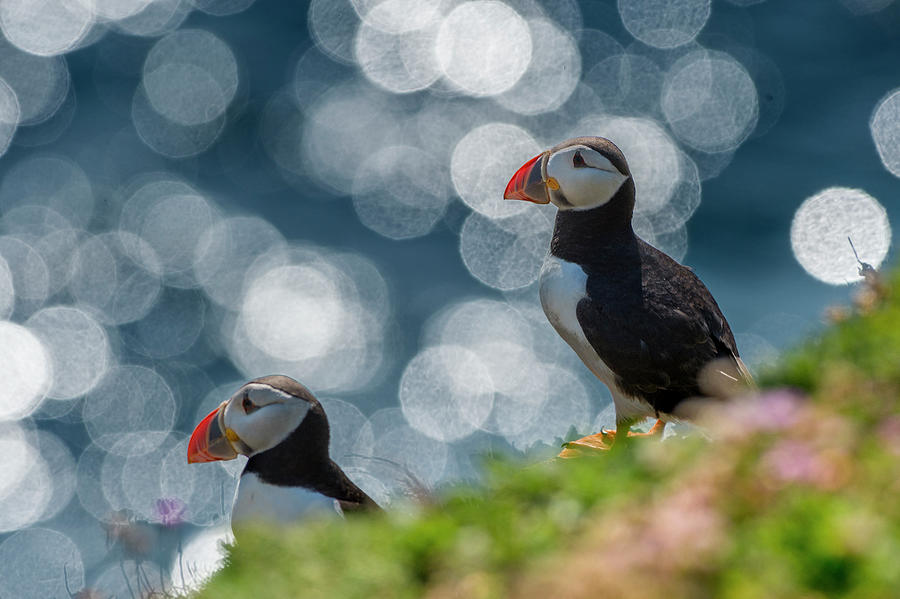 Two Puffins (fratercula Arctica), Skellig Islands, Portmagee, Kerry, Ireland Digital Art by ...