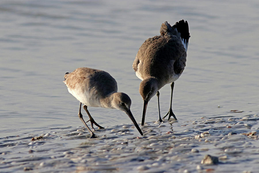 Two Willets Photograph by Joseph Siebert - Pixels