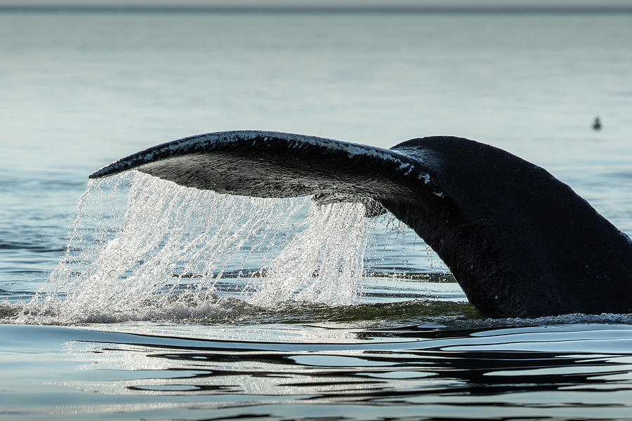 USA, Alaska, Water Streams From Tail Photograph by Paul Souders - Pixels