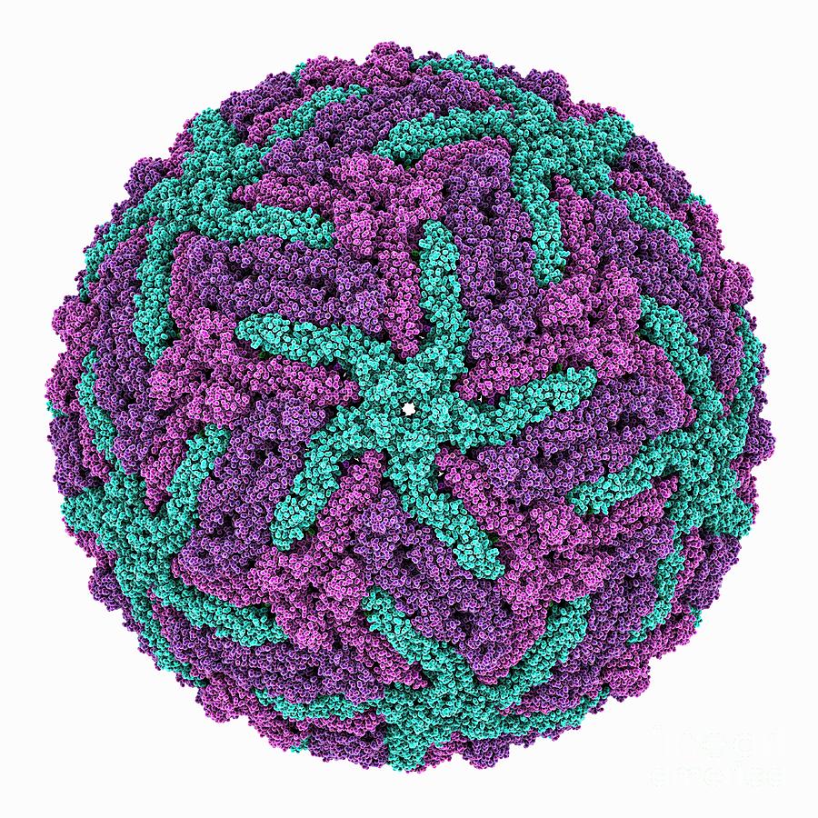 Usutu Virus Capsid Photograph by Laguna Design/science Photo Library - Pixels