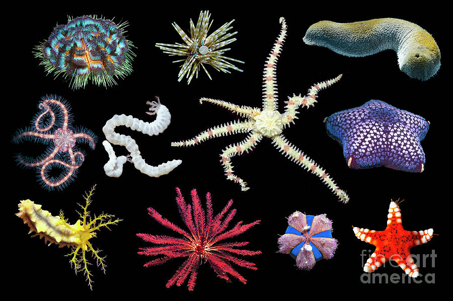 Various Echinoderms Photograph by Georgette Douwma/science Photo ...