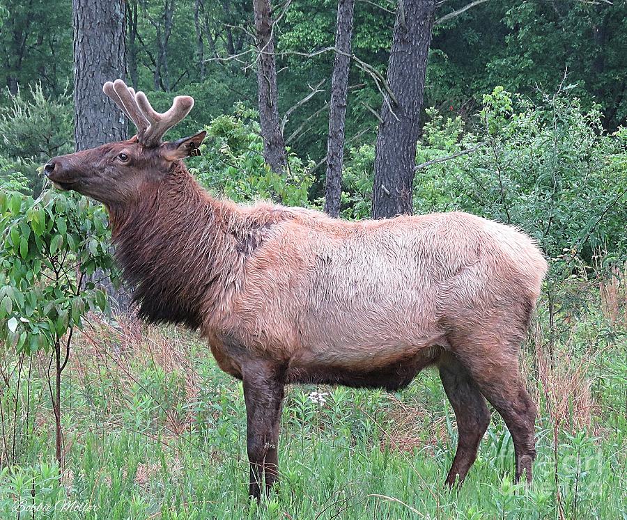 Velvety Antlers Photograph by Bobbie Moller - Fine Art America