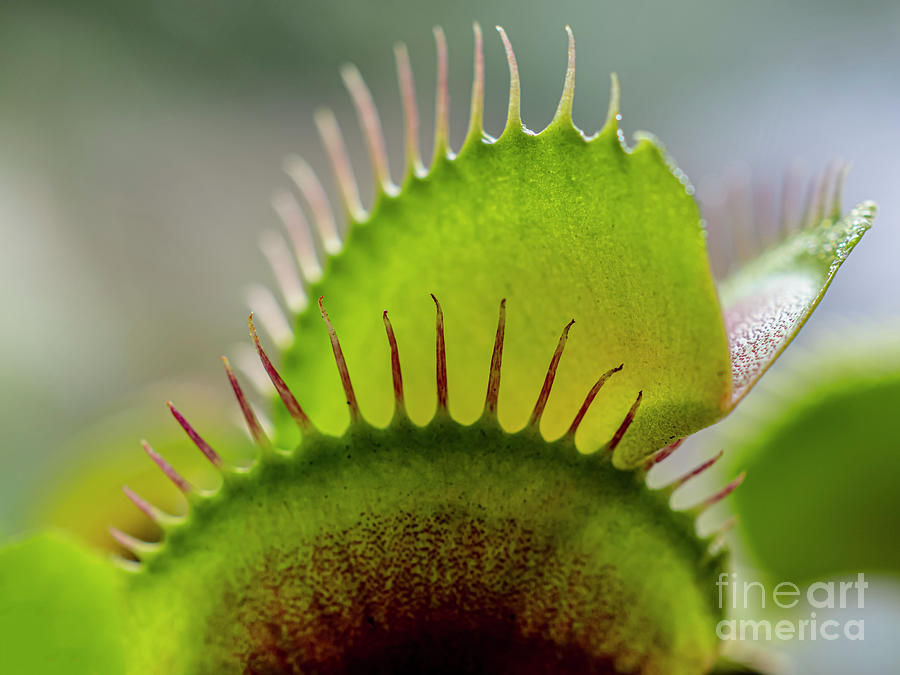 Venus Flytrap by Science Photo Library
