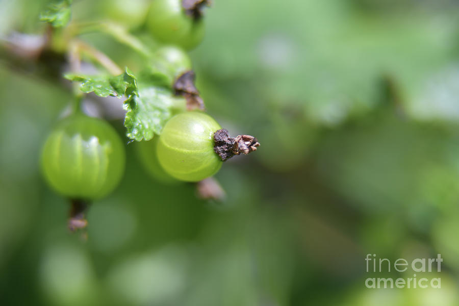 Very Green Gooseberry In My Garden Photograph by Elvira Ladocki - Pixels