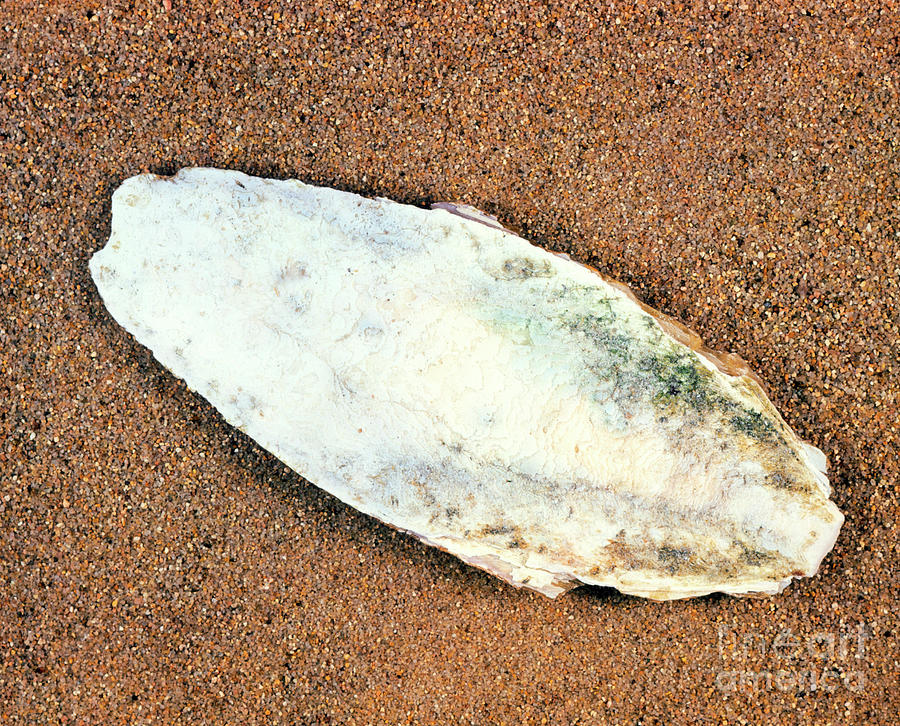 View Of A Cuttlefish (sepia Sp.) Shell On Sand Photograph by Astrid & Hanns-frieder Michler ...