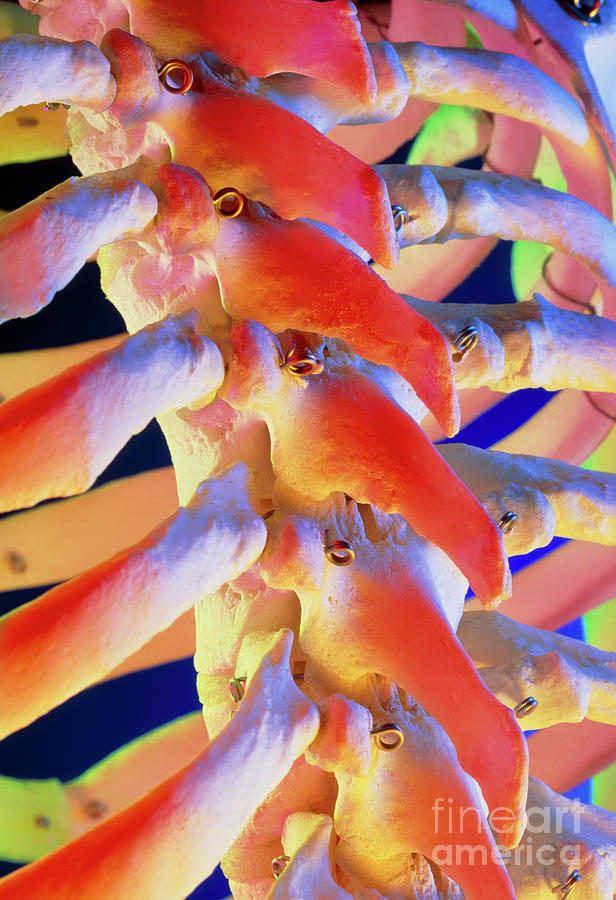 View Of Thoracic Vertebrae & Ribs Of Skeleton Photograph by Astrid & Hanns-frieder Michler ...