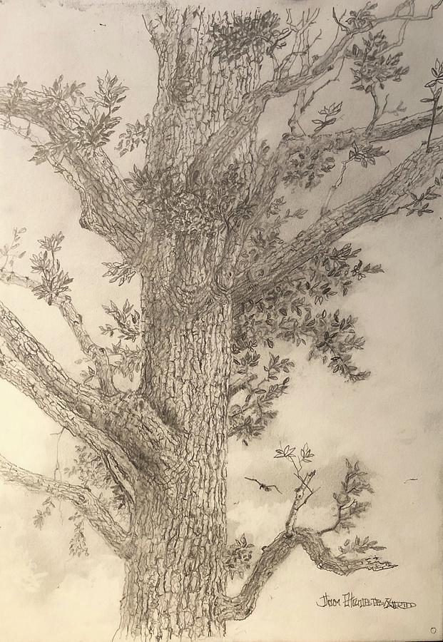 Villages Live Oak Drawing by Jim Hubbard | Pixels