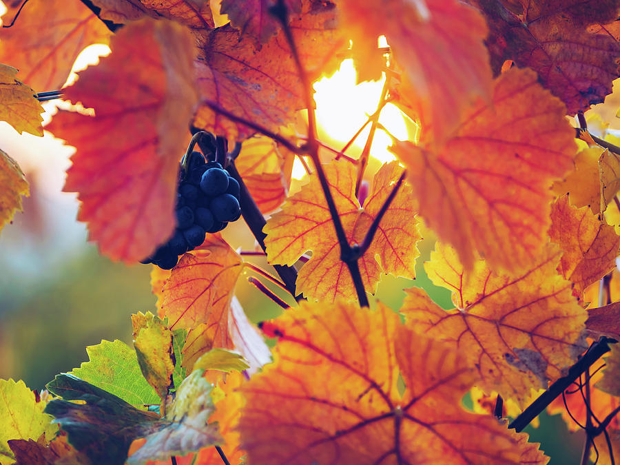 Vine Leaves in Fall Photograph by Alexander Voss - Pixels
