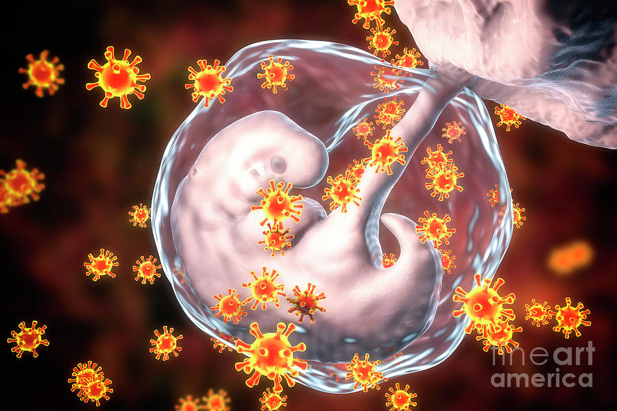 Viruses Infecting Human Embryo Photograph by Kateryna Kon/science Photo Library - Pixels