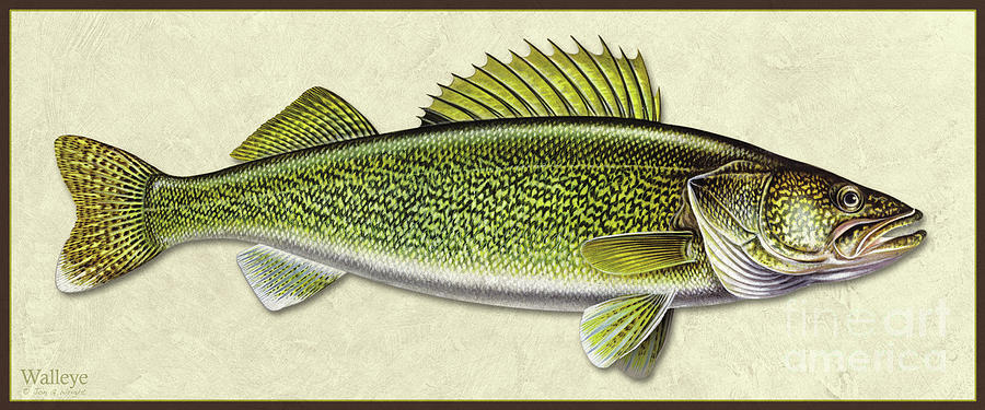 Walleye Side ID Painting by Jon Wright - Fine Art America