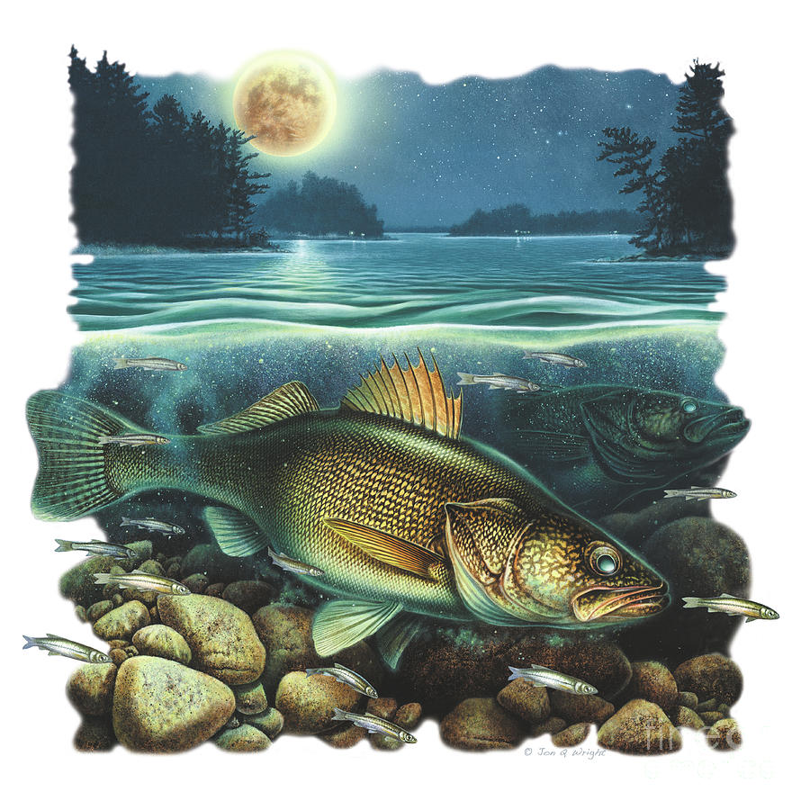 Walleye Vignette Painting by Jon Wright - Fine Art America