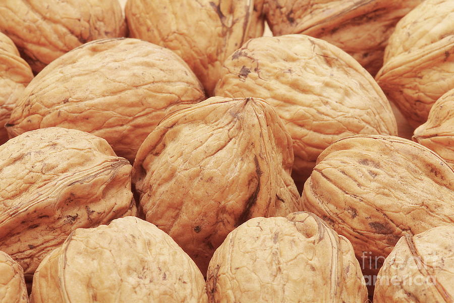 Walnuts Photograph by Astrid & Hanns-frieder Michler/science Photo Library - Fine Art America