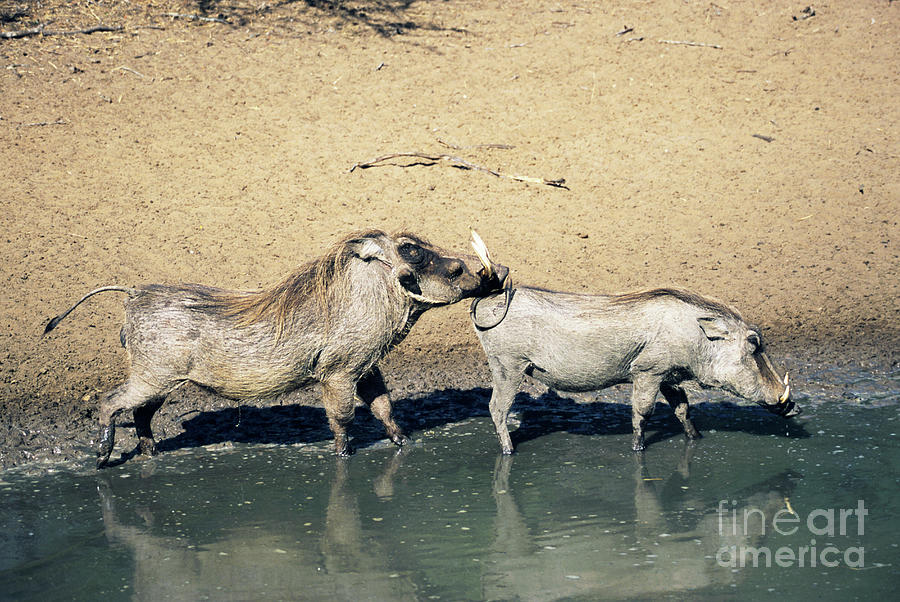 Warthogs Photograph by Peter Chadwick/science Photo Library | Fine Art ...