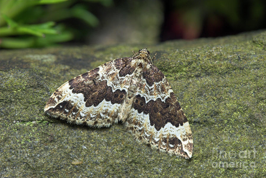Water Carpet Moth Photograph by Annie Haycock/science Photo Library ...