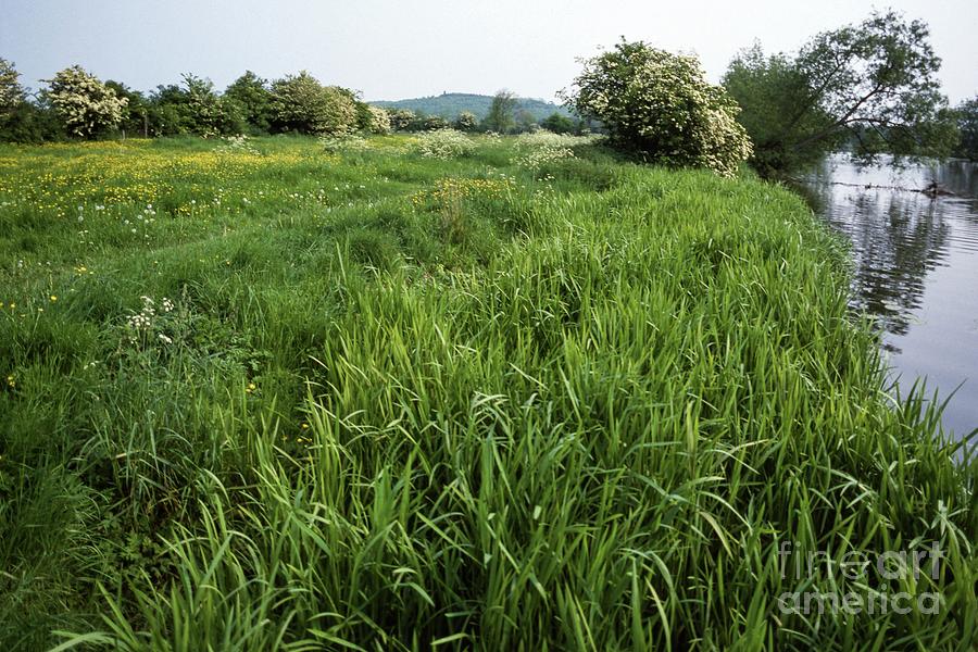 Water Meadow Habitat Photograph by Brian Gadsby/science Photo Library ...