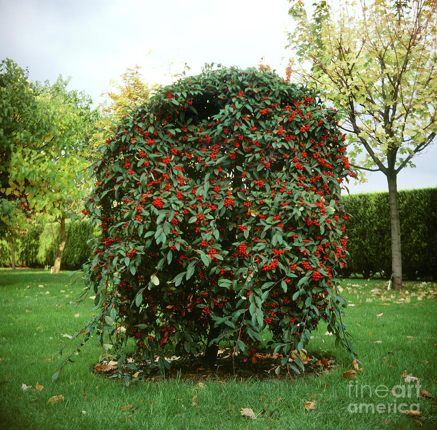 Cotoneaster Tree