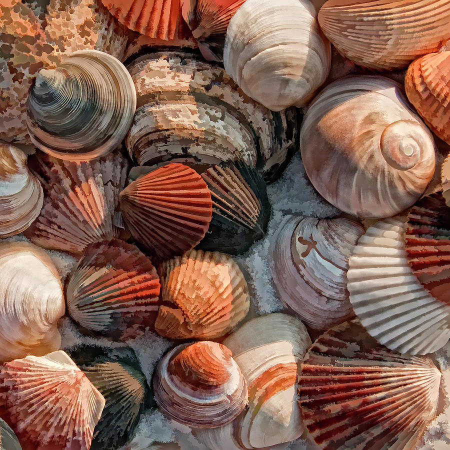 What The Shell Photograph by Danny Head - Fine Art America