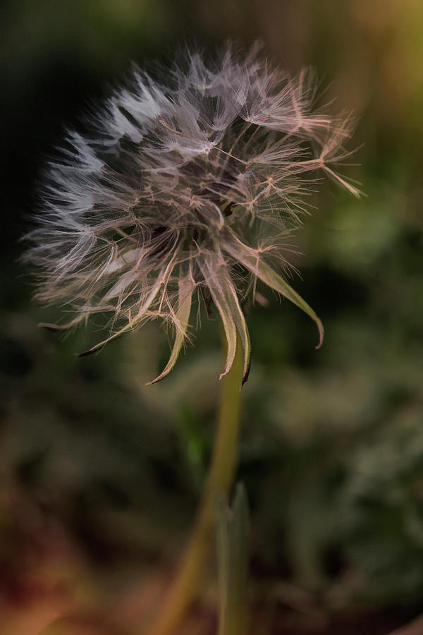 Whats Your Wish Photograph By Tammy Webster Fine Art America