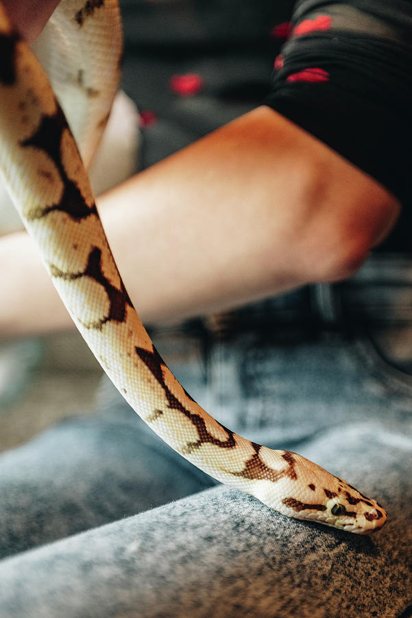White Phyton Put Head On Human Leg. Rearing Snake In Home. Photograph ...