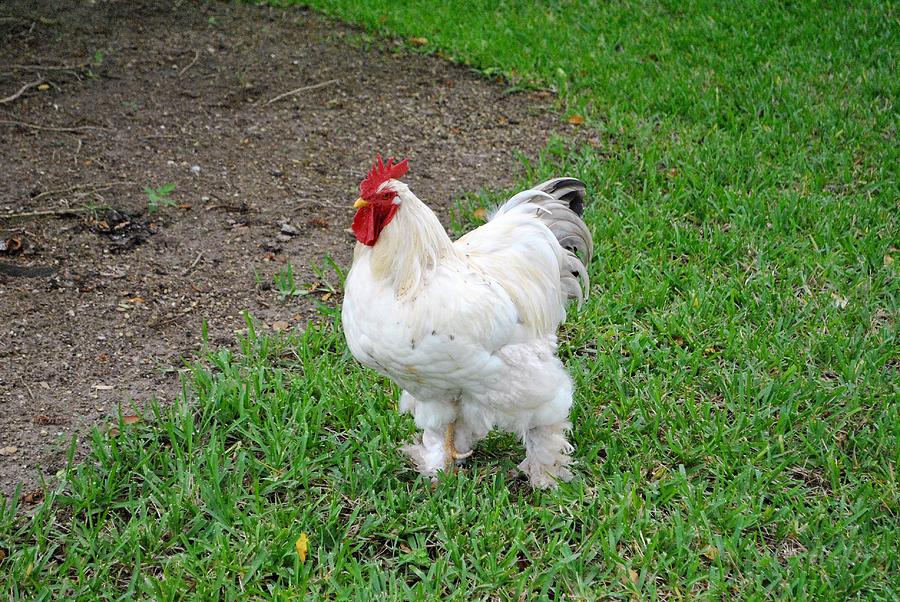 White Rooster Pyrography by TAR Black Artistic Photography - Fine Art ...