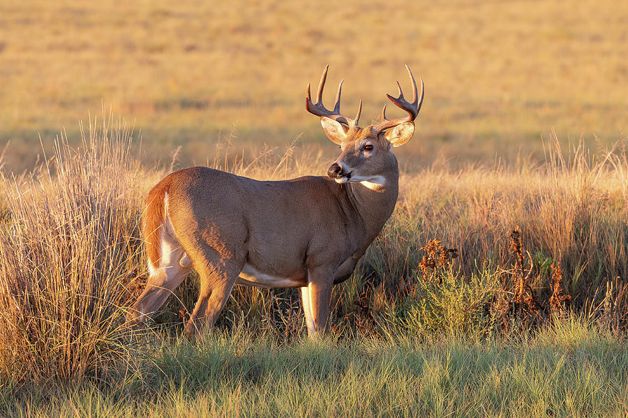 White-tailed Buck Soaks in the Sunrise Photograph by Tony Hake - Fine ...
