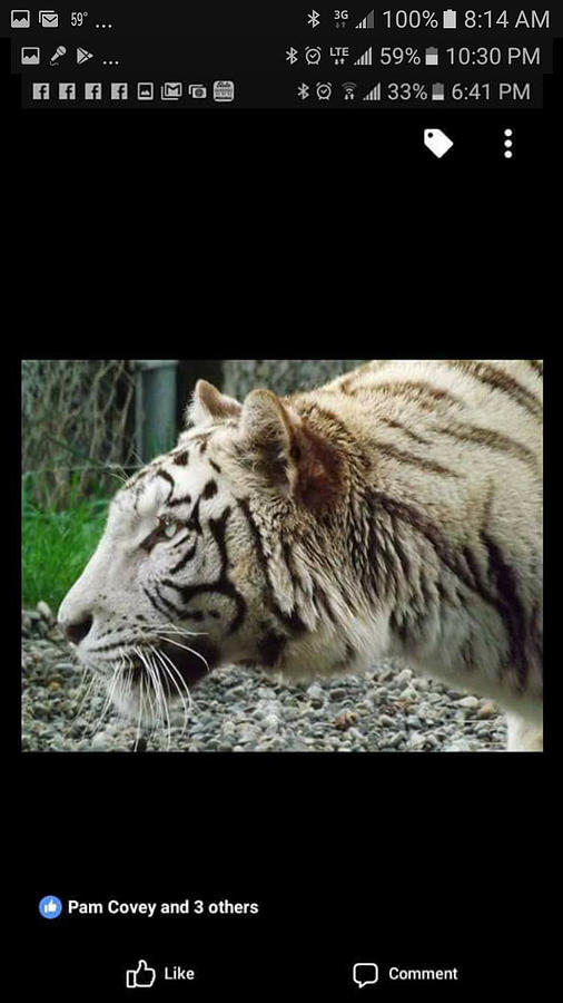 White Tiger Photograph by Kristina Martindale - Fine Art America