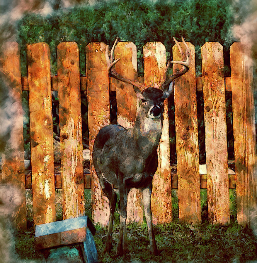 Whitetail Mixed Media By Devin Rader Fine Art America