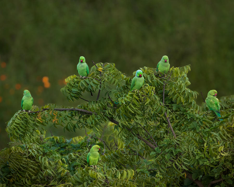 Why So Grumpy? Photograph by Nilakshi - Fine Art America