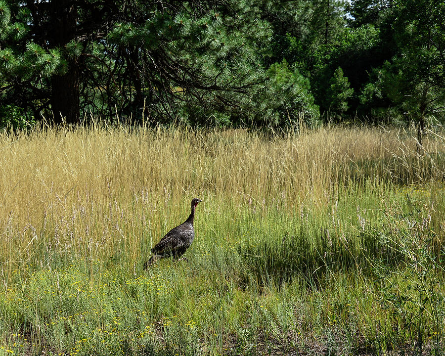 Wild Turkey In Tall Grass Photograph By Brenda Landdeck Pixels