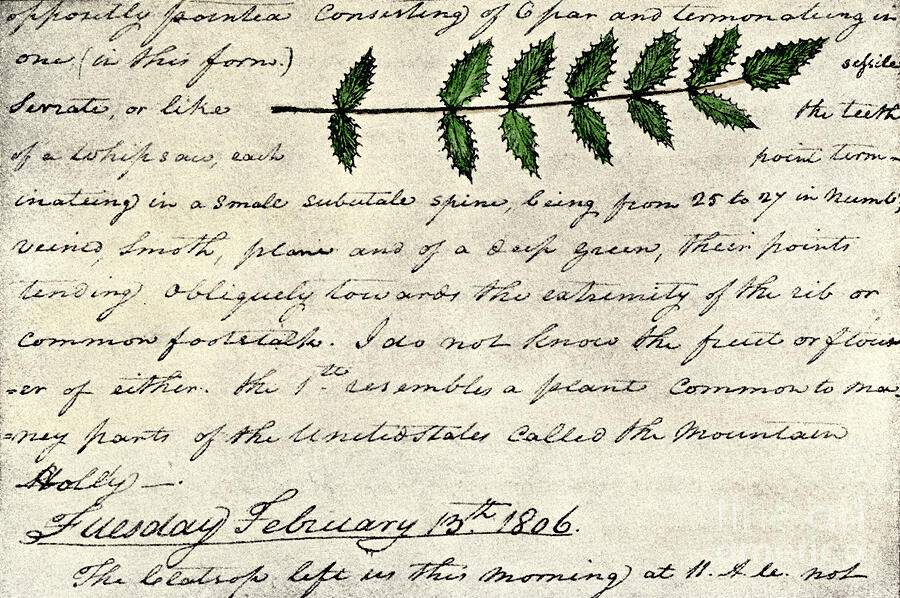 William Clark's Sketch Of An Evergreen Shrub Branch From The Expedition ...