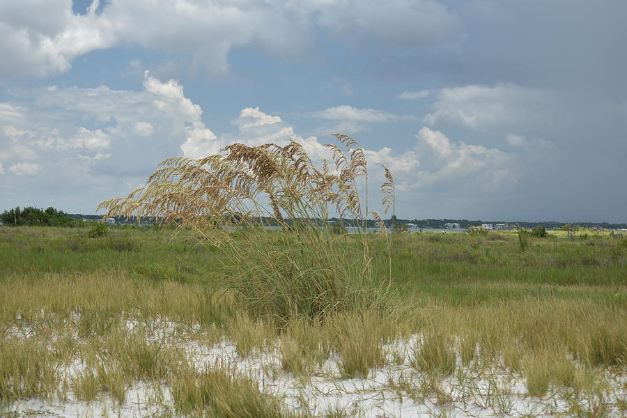 Wind blown Grass Photograph by Caleb Malcom - Fine Art America