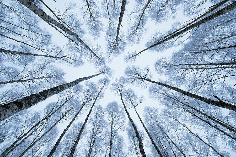 Wintery Forest Of Silver Birches Photographed From Below Photograph by ...