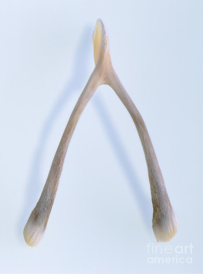 Wishbone Photograph by Gustoimages/science Photo Library