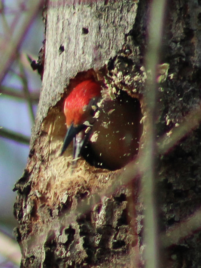 Woodpecker blows out sawdust Photograph by Micky Roberts - Fine Art America Woodpecker blows out sawdust Photograph by Micky Roberts - Fine Art America