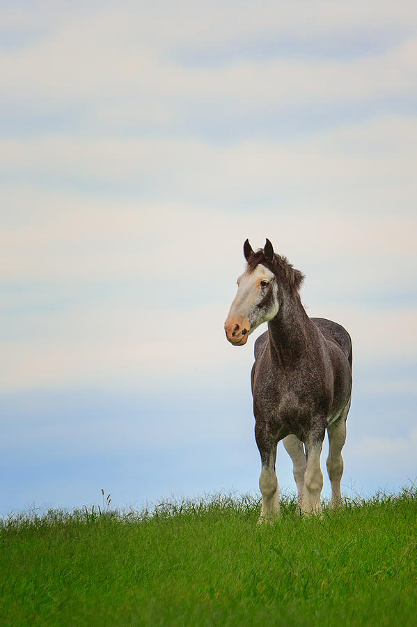Work Horse Photograph by Fareed Khan - Pixels