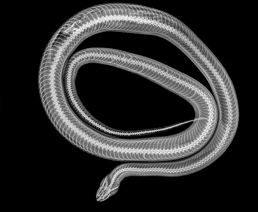 X-ray Of A Snake Digesting A Mouse Digital Art by Photostock-israel ...