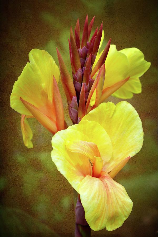 Yellow Canna Lilies Photograph by James DeFazio - Fine Art America