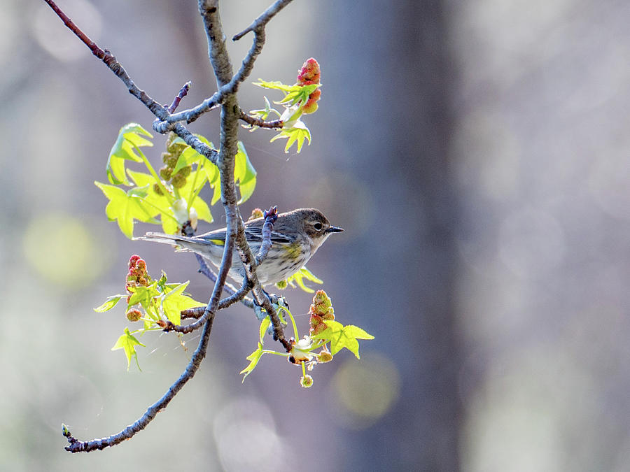 Yellow-rumped Warbler Photograph by Noble Nuthatch - Fine Art America