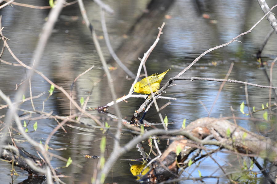 Yellow Warbler Photograph by Cheryl Rutherford - Fine Art America