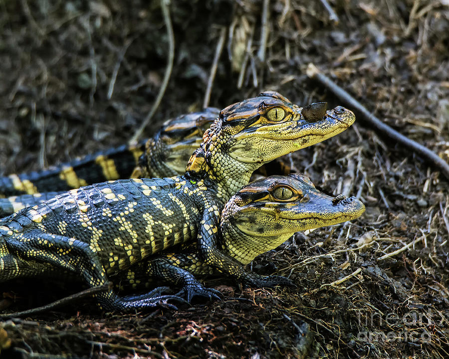 Young American Alligators Photograph by Clay Coleman/science Photo ...