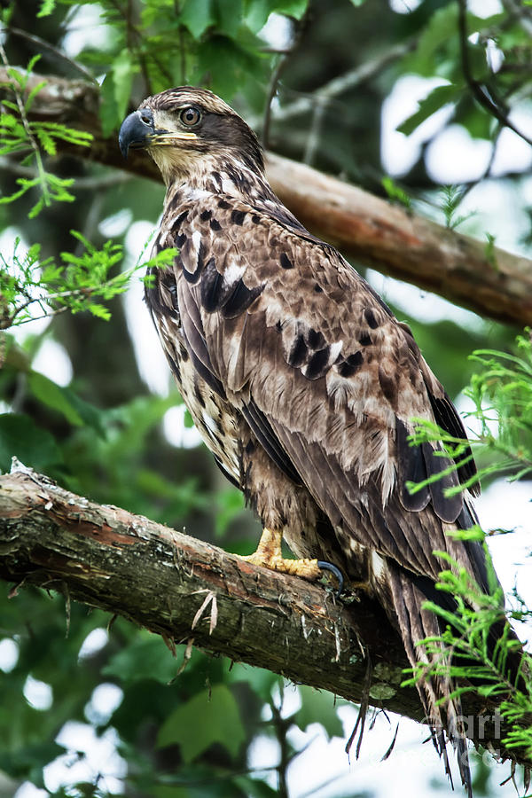 Young Bald Eagle by Science Photo Library