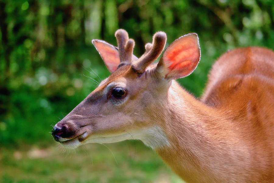 Young Buck With Velvet Covered Antlers Photograph by Laura Vilandre ...