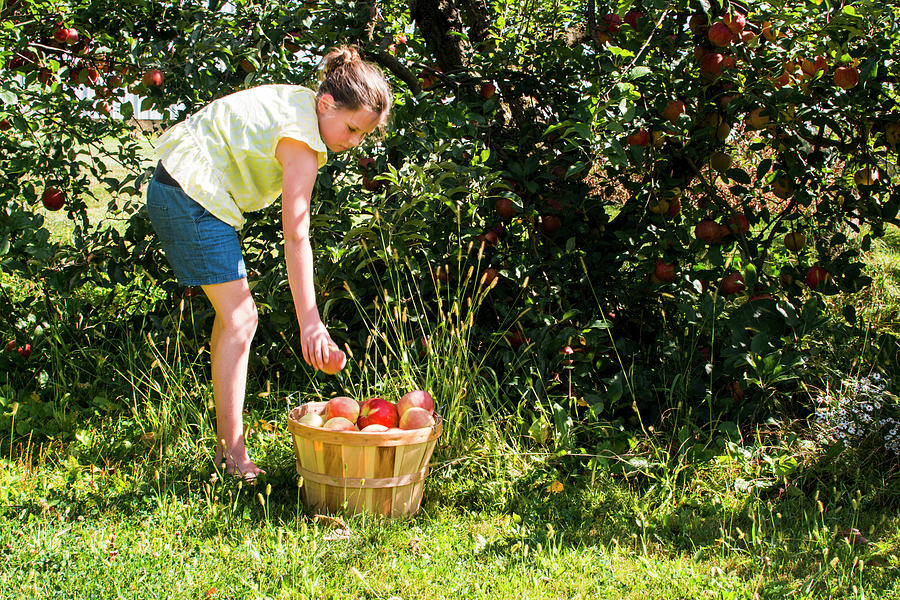 Young Girl Picking Apples At An Apple Orchard Photograph by Cavan Images
